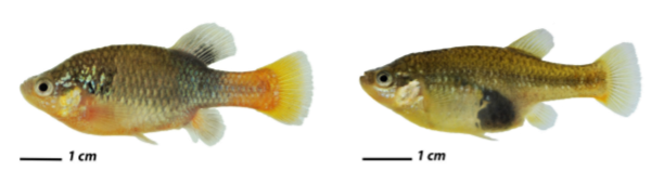 "Xenotoca" doadrioi | goodeidworkinggroup.com